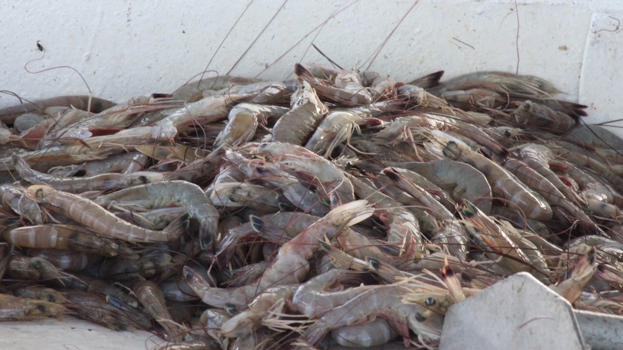 Lawmakers Pass Sweeping Changes for Foreign Seafood - Biz New Orleans