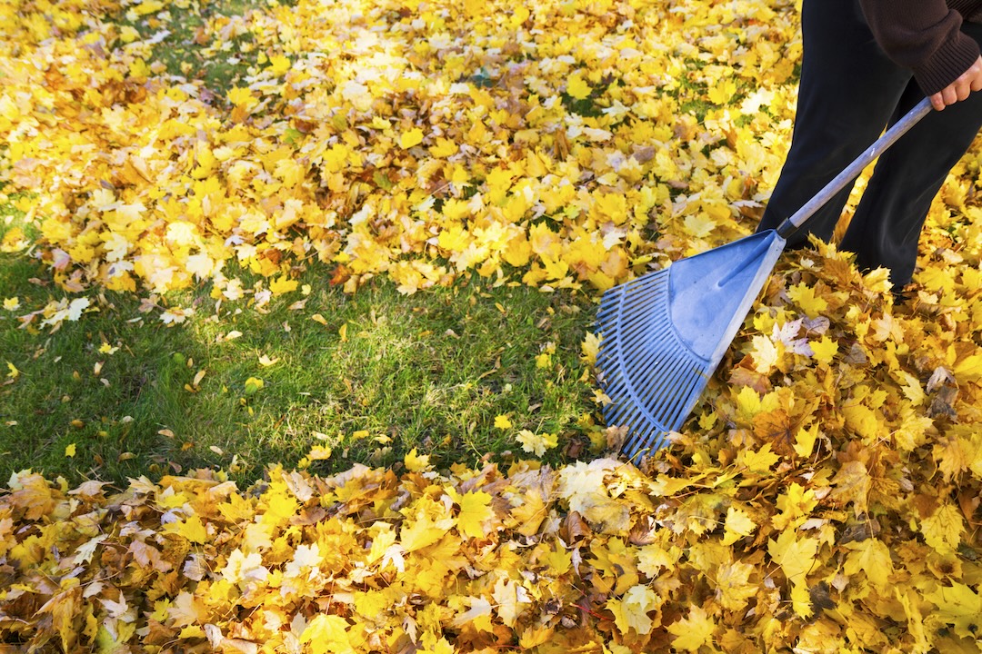 Leaf Blower-Free Longue Vue Seeks Volunteers for their 6th Annual Rake ...