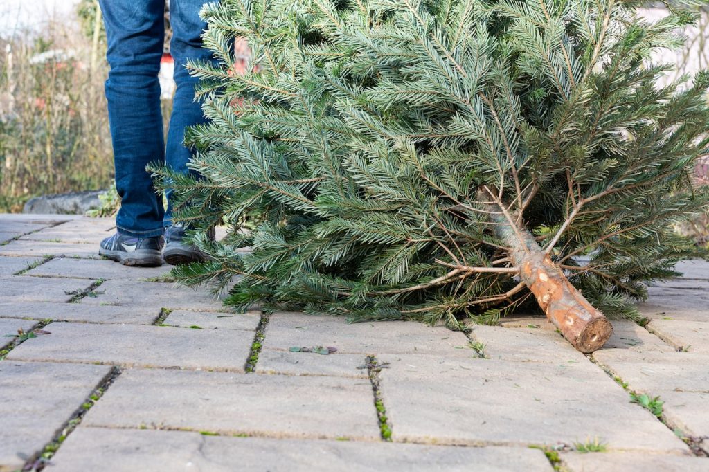 2025-26 Christmas Tree Recycling Program Launched - Biz New Orleans