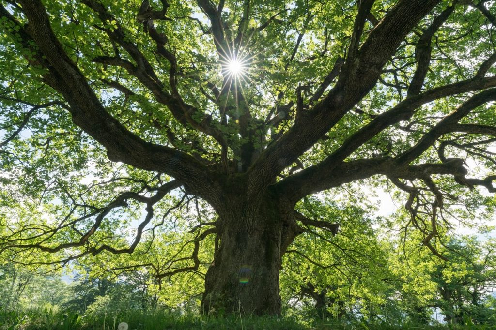 UNO Earns 2025 Tree Campus Recognition - Biz New Orleans
