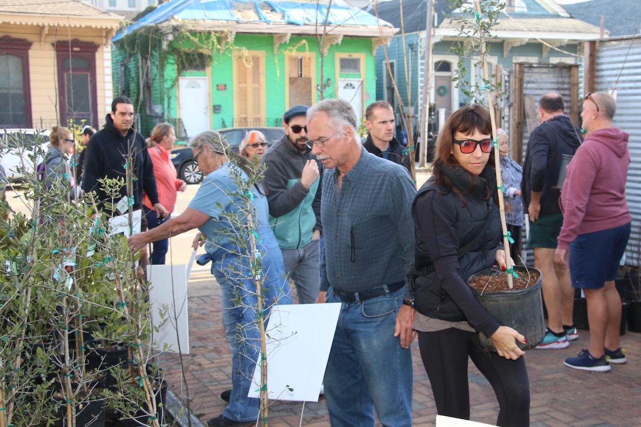 NOLA Tree Project to Give Away 700 Trees - Biz New Orleans