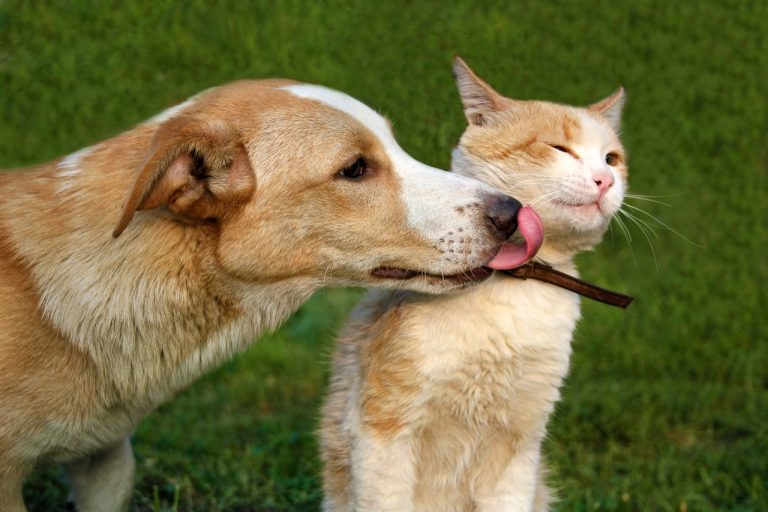 Louisiana SPCA Names New Board Members - Biz New Orleans