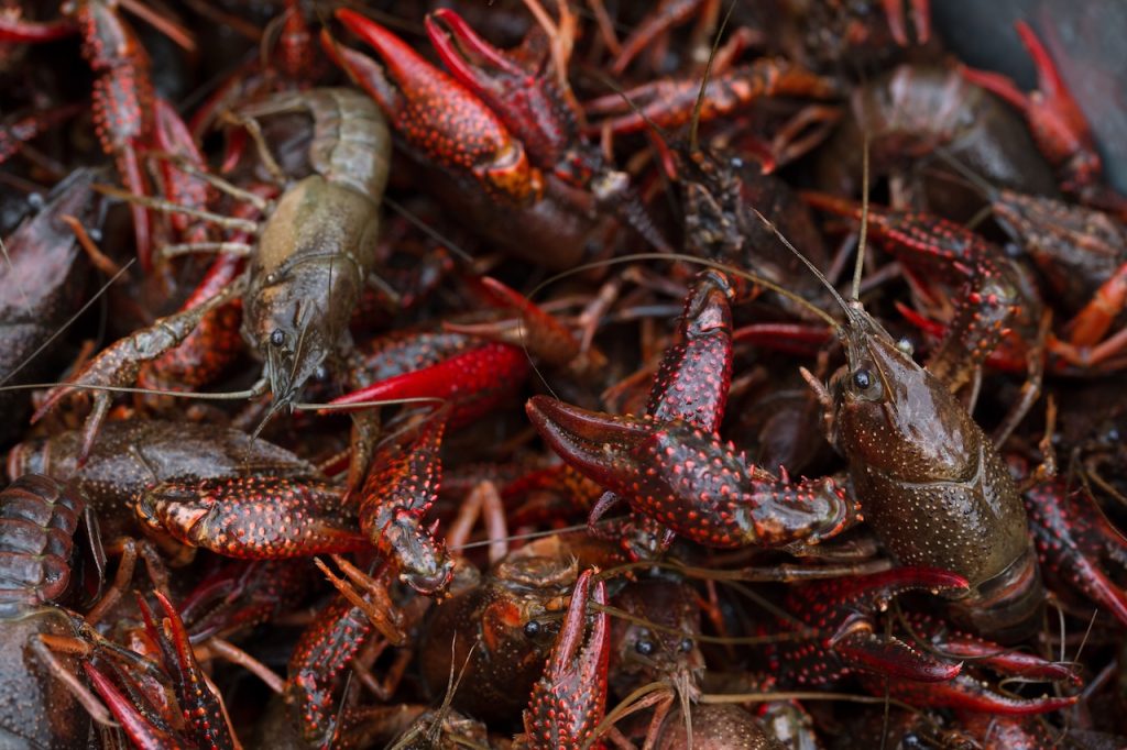 Bipartisan CRAW Act Seeks H-2A for Labor Shortage - Biz New Orleans